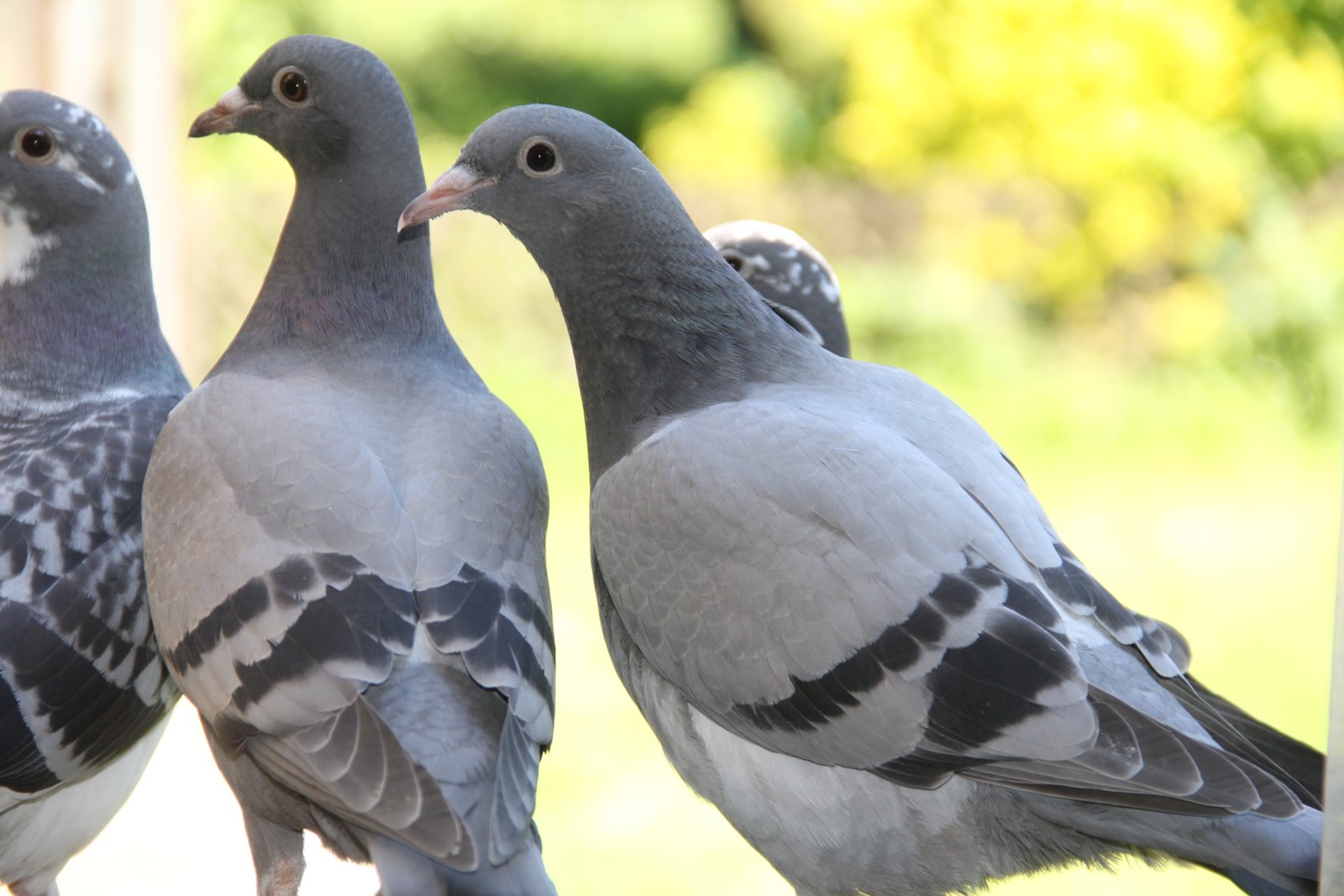 Kleintiere Schweiz / Home / Tauben / Aktuelles